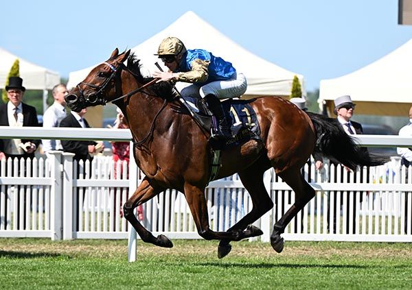 Royal Ascot 2026 News - Opportunity knocks to dash hopes of royal ...